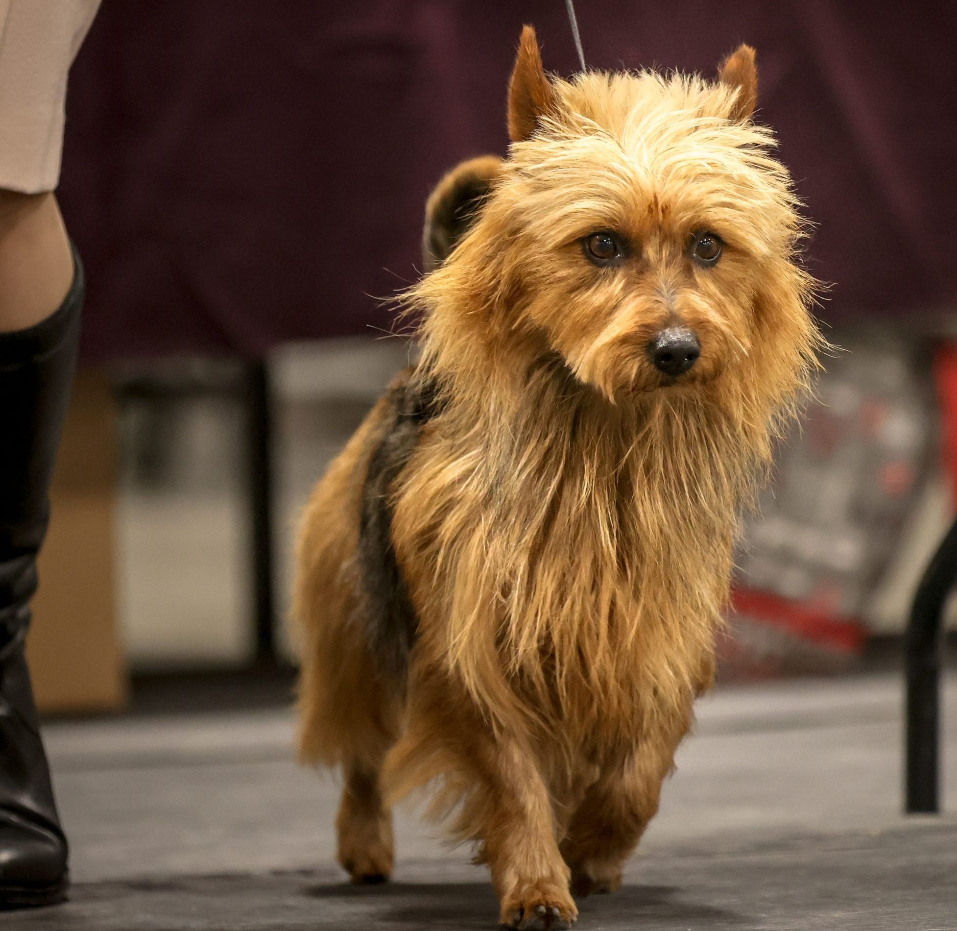 Breed History Tidewalker Australian Terriers