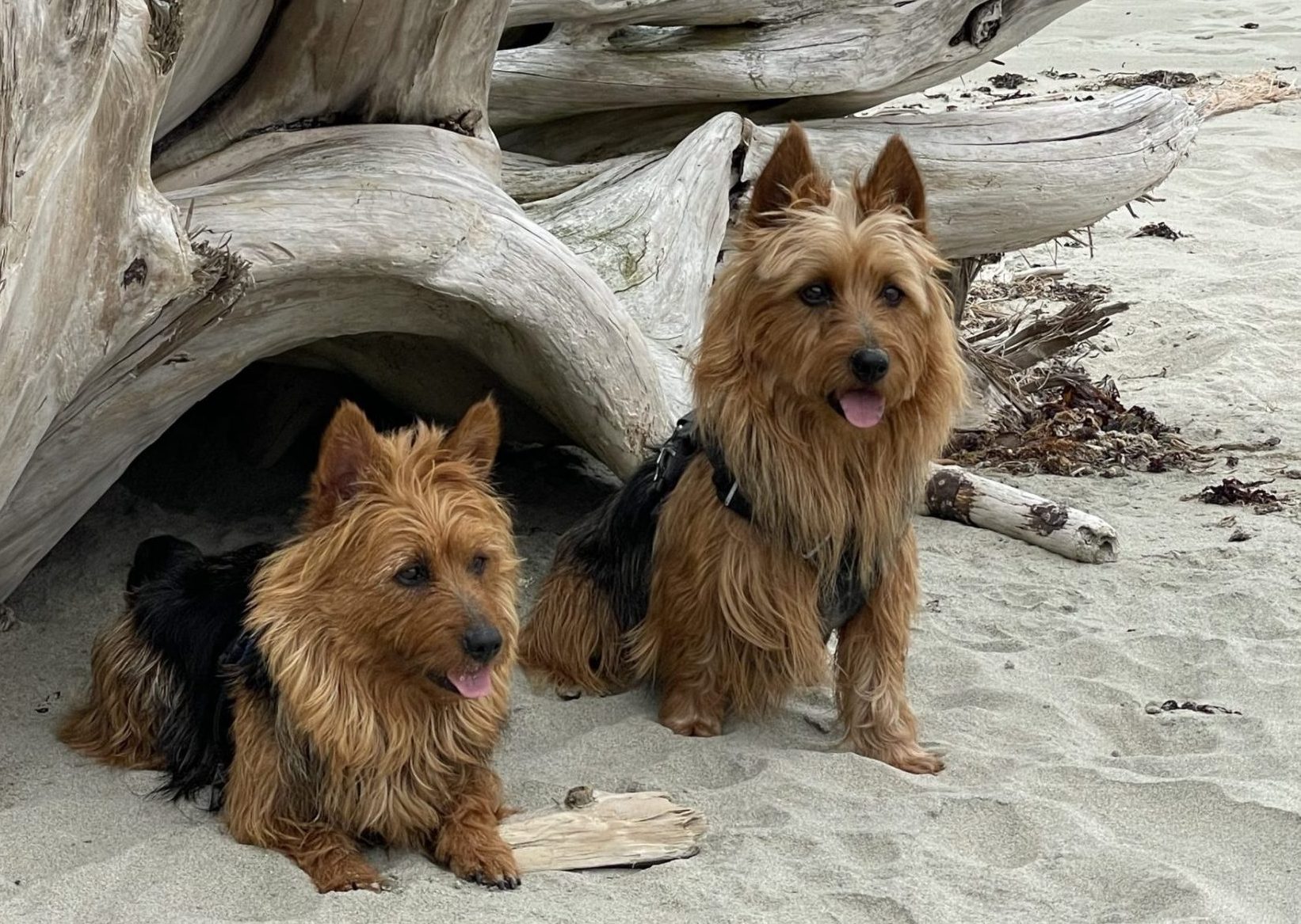 Breed History - Tidewalker Australian Terriers