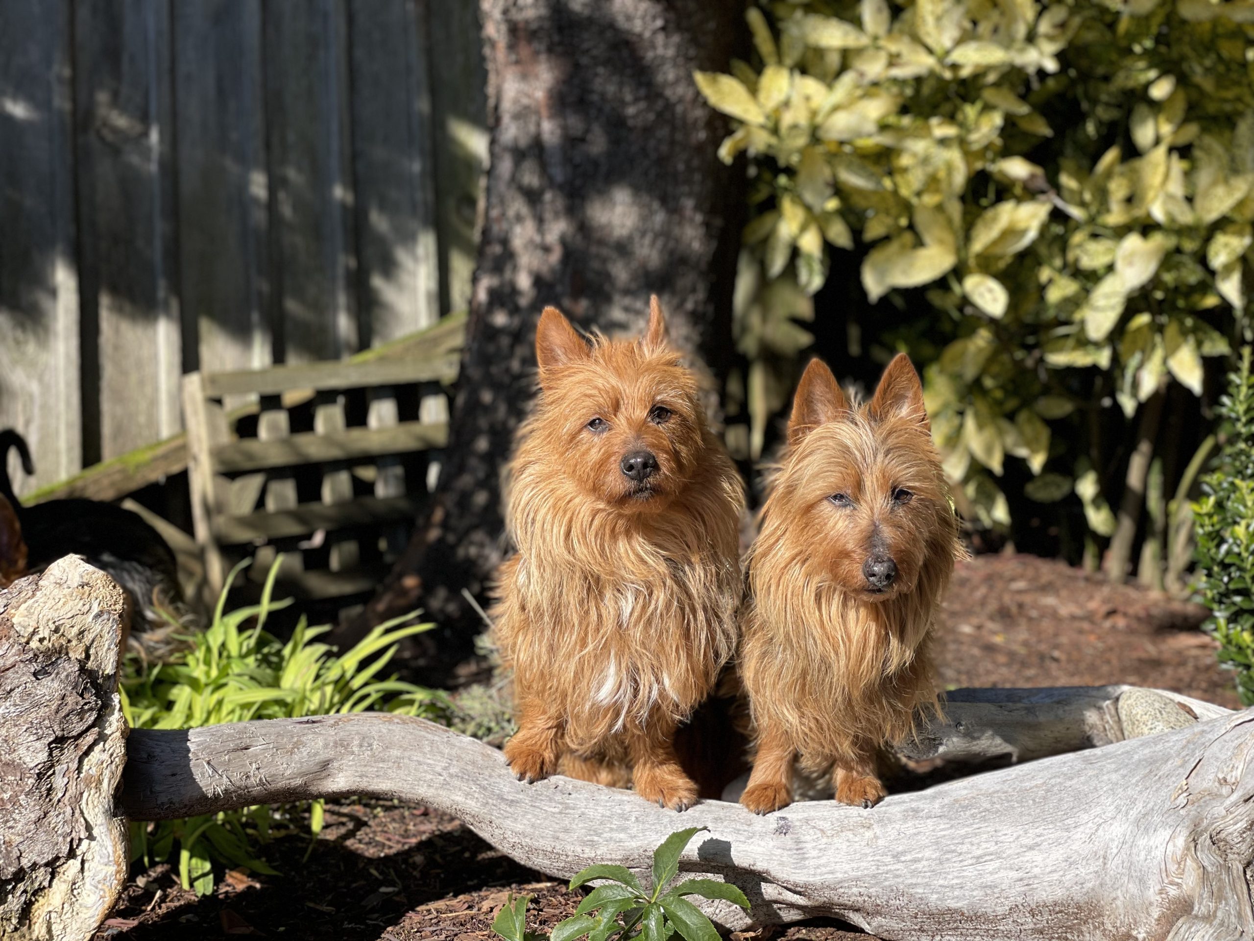 Health Tidewalker Australian Terriers